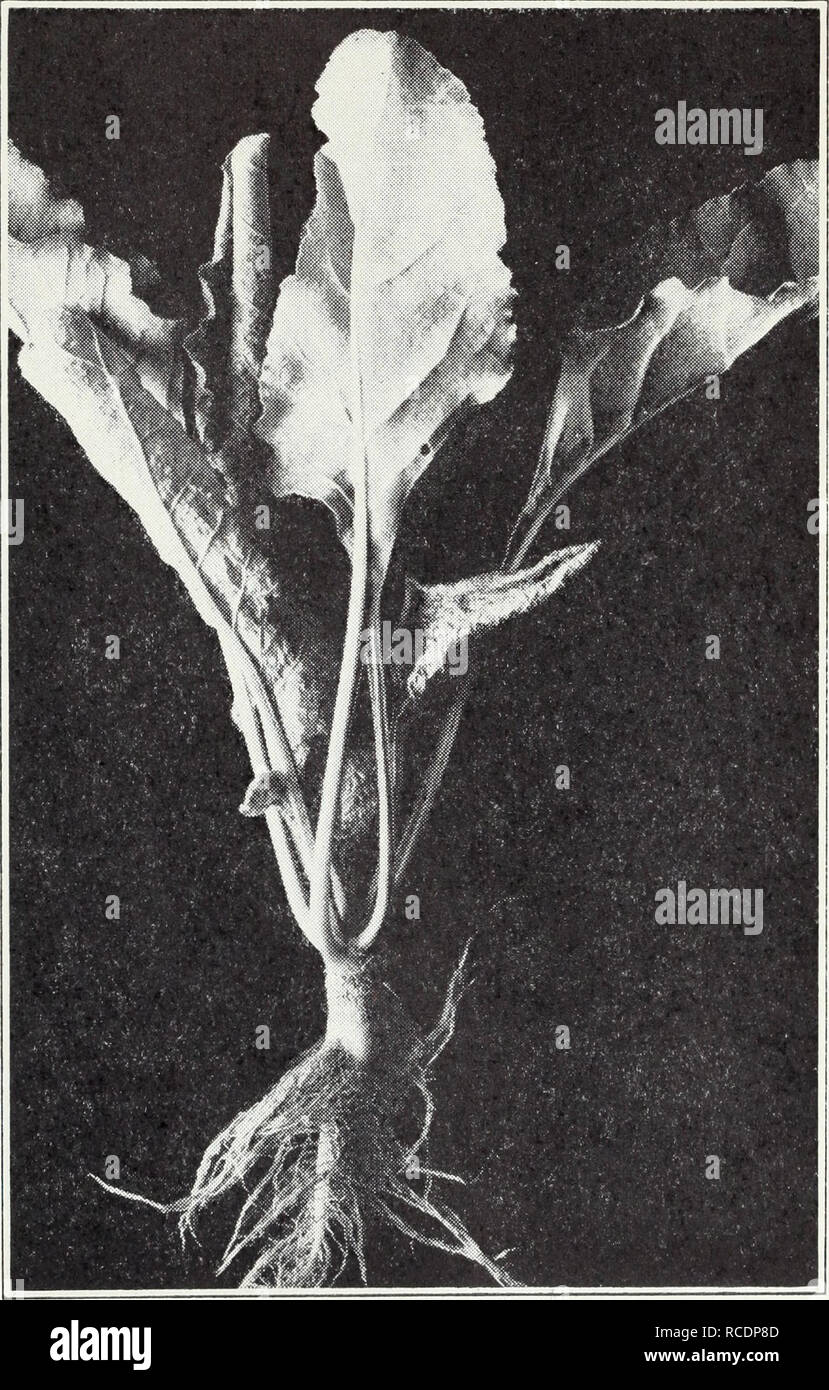 Tomato blight field hi-res stock photography and images - Alamy