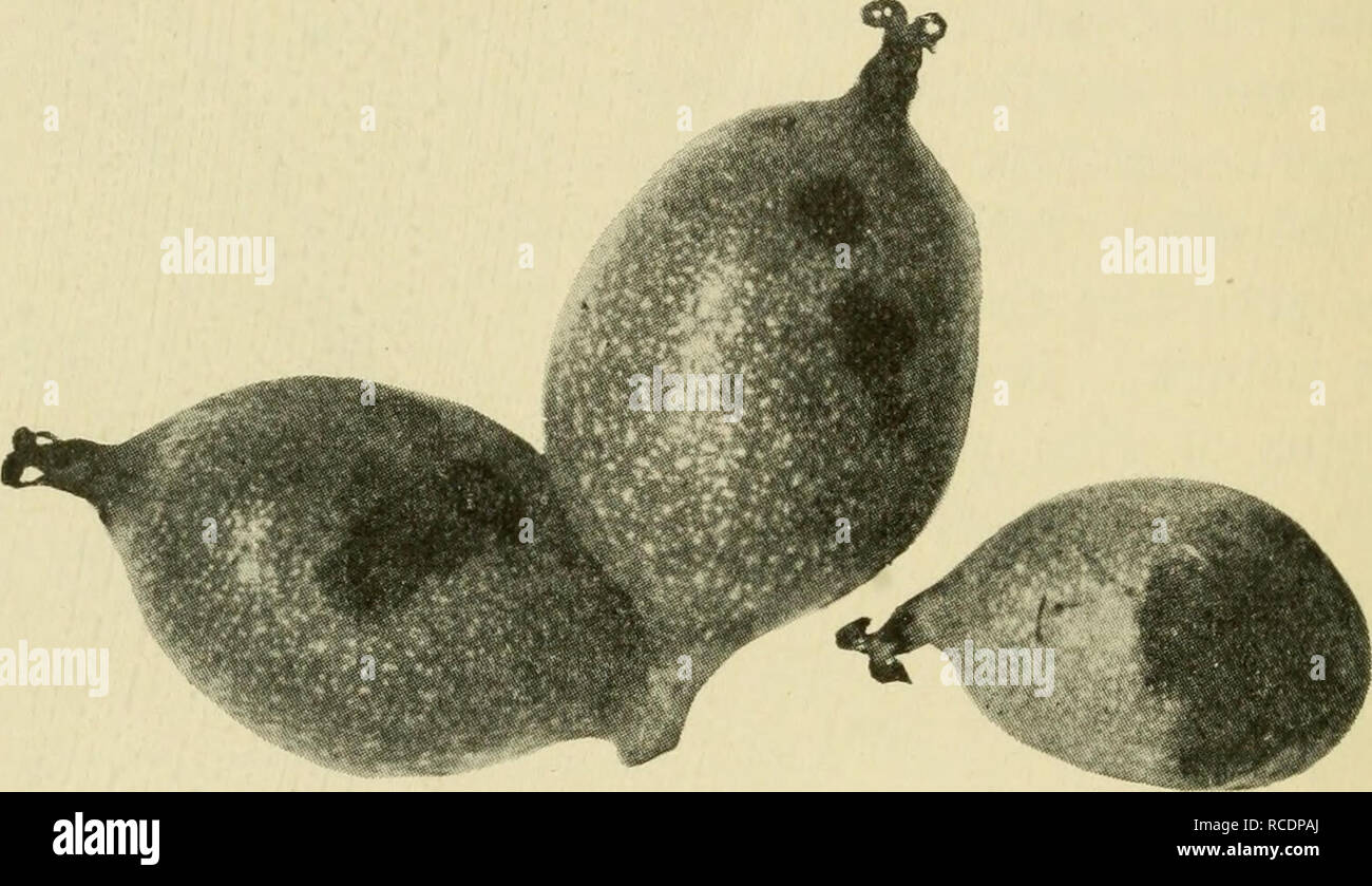 Walnut blight hi-res stock photography and images - Alamy