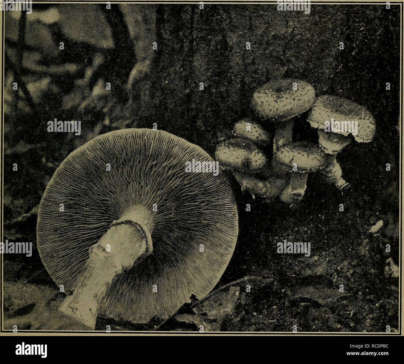 Annosus root rot hi-res stock photography and images - Alamy