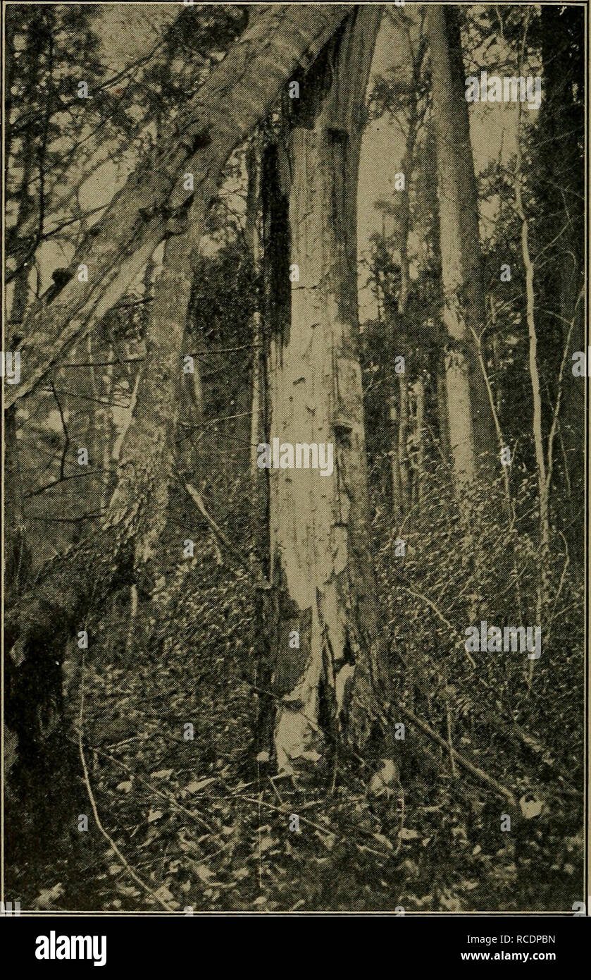 . Diseases of economic plants. Plant diseases. 420 DISEASES OF ECONOMIC ...