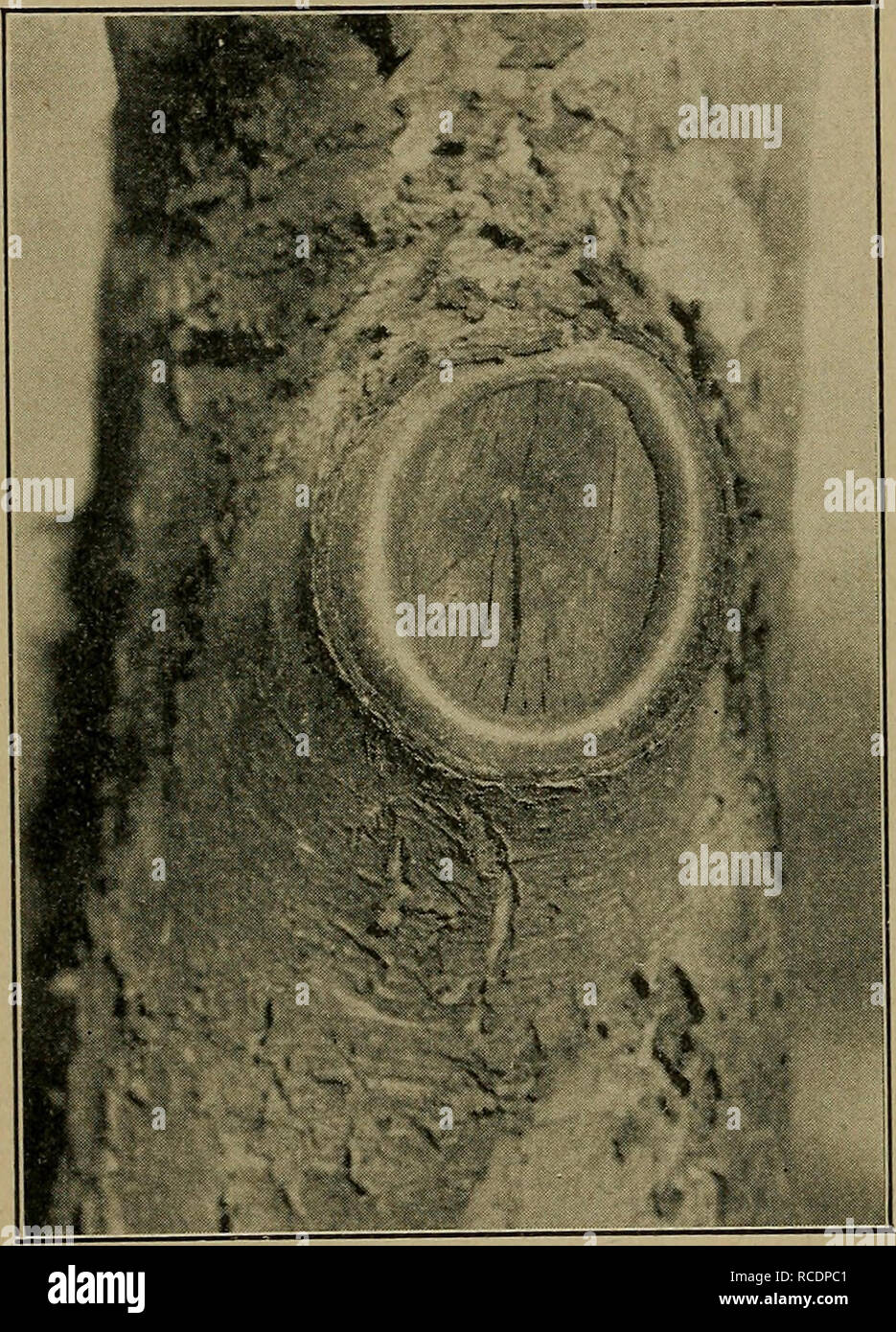 . Diseases of economic plants. Plant diseases. 412 DISEASES OF ECONOMIC ...