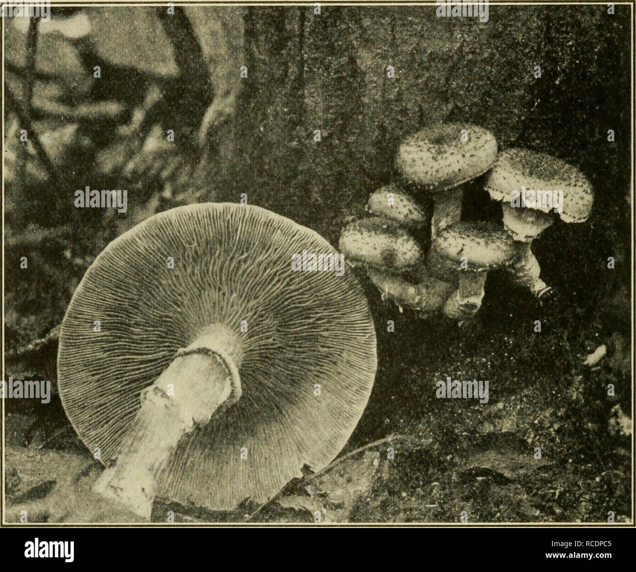Cause a root rot hi-res stock photography and images - Alamy