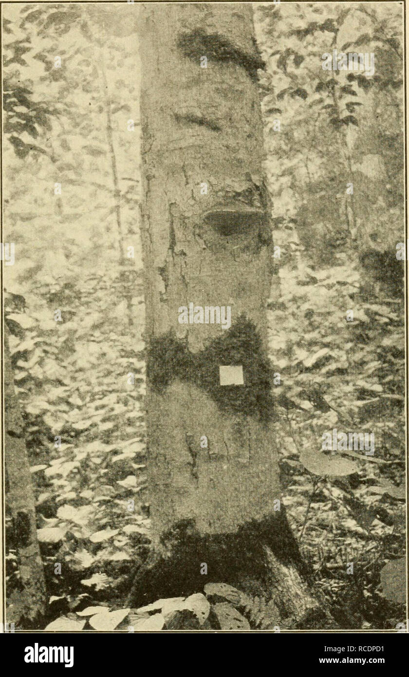 Heart rot of a tree trunk hi-res stock photography and images - Alamy