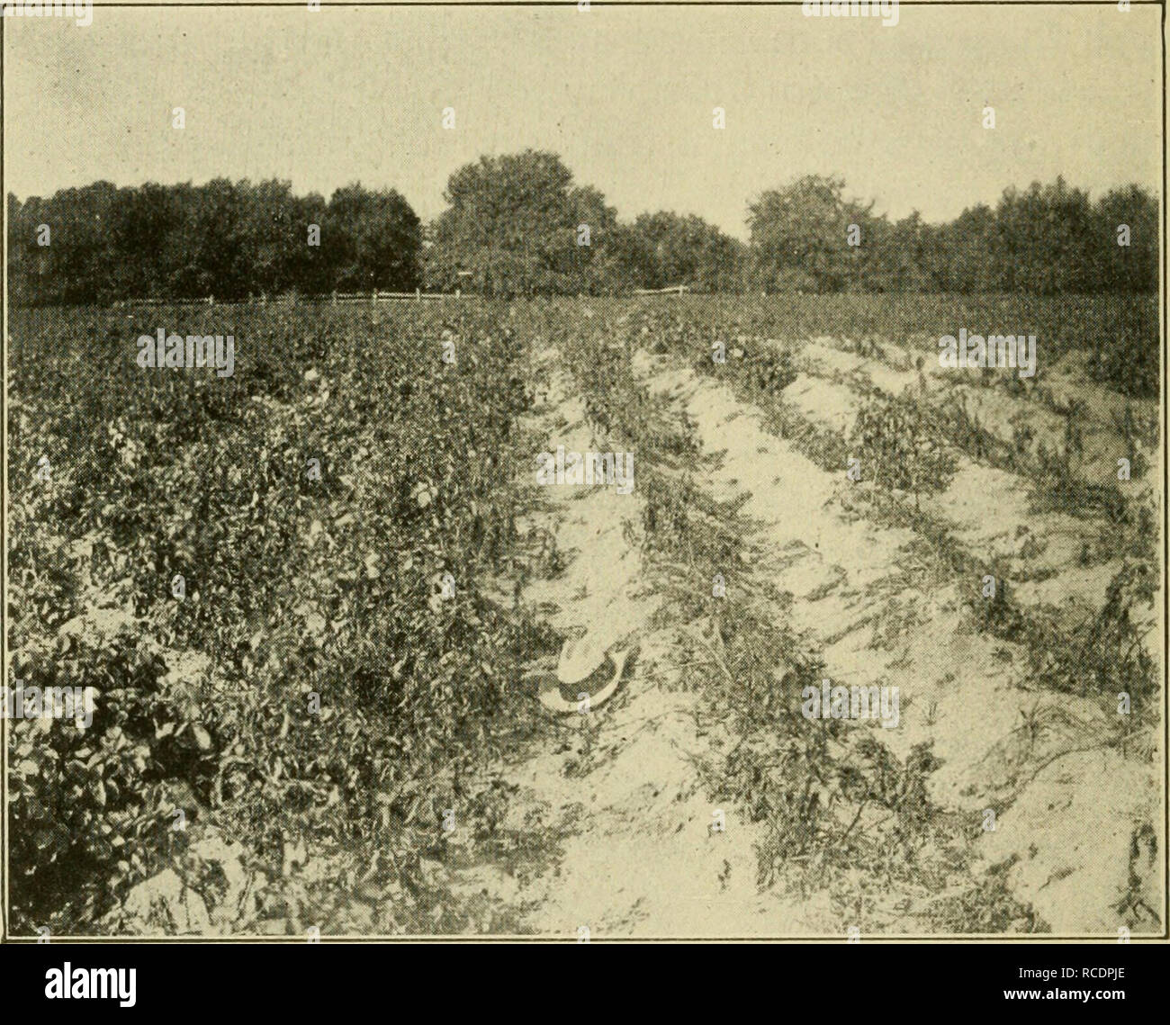 Potato late blight on a potato plant hi-res stock photography and ...