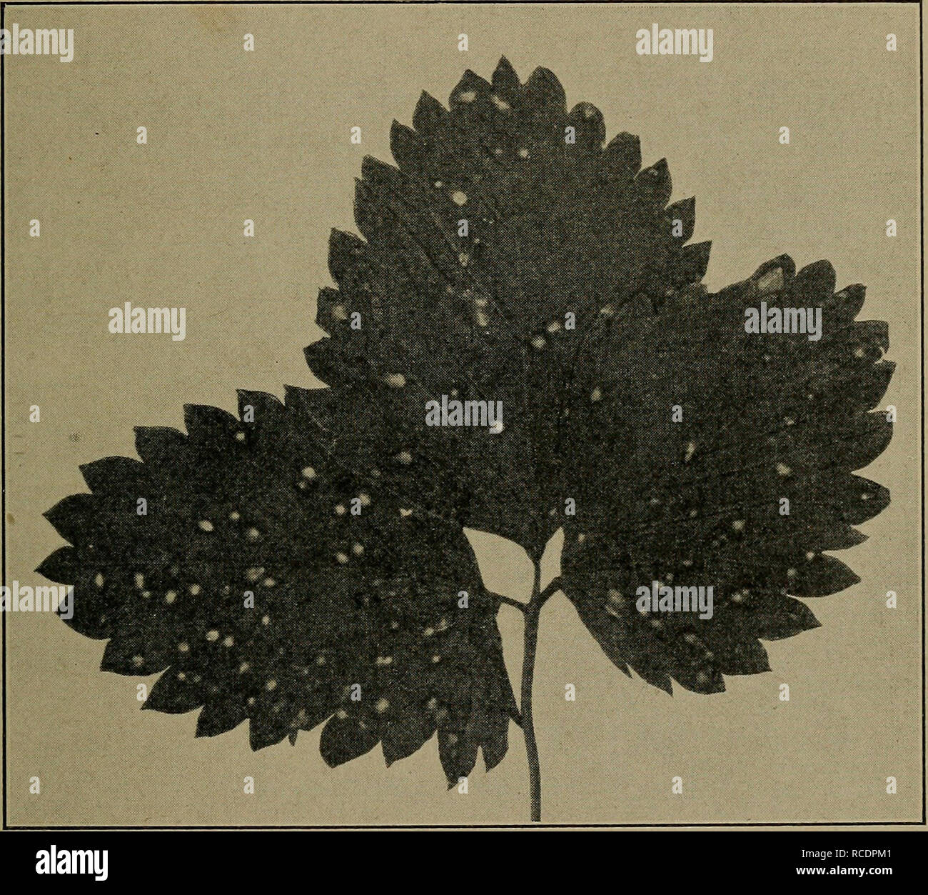 Leaf spot disease on strawberry hi-res stock photography and images - Alamy