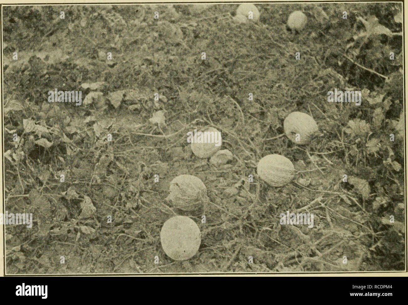 . Diseases of economic plants. Plant diseases. Fig. 99. — The Pollock ...