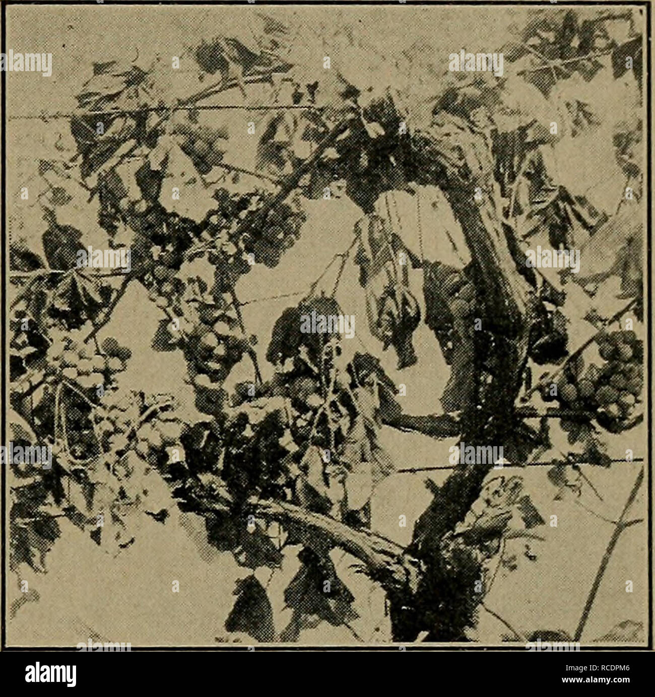 . Diseases of economic plants. Plant diseases. SMALL FRUITS 171 side ...