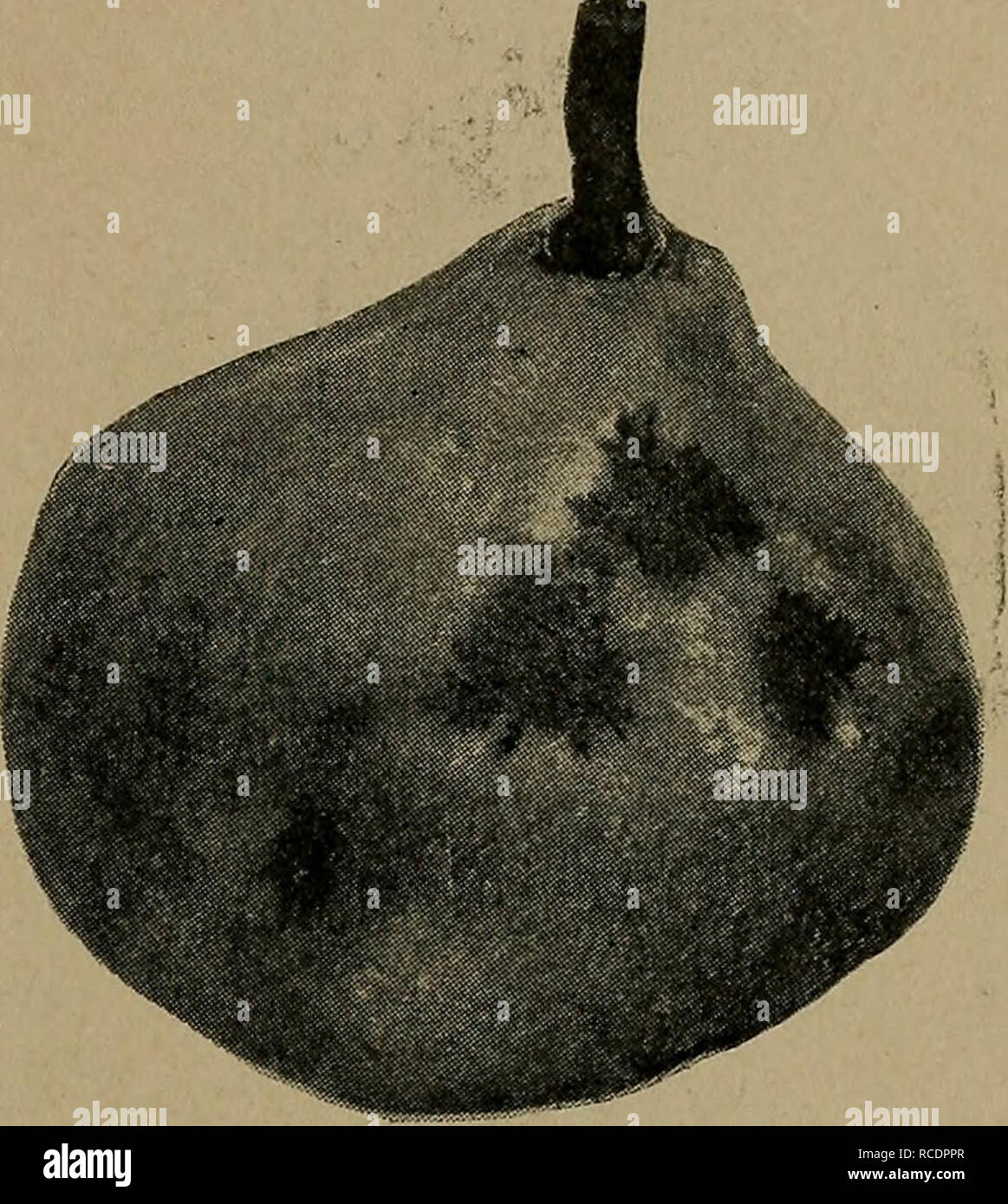 . Diseases of economic plants. Plant diseases. DISEASES OF SPECIAL ...