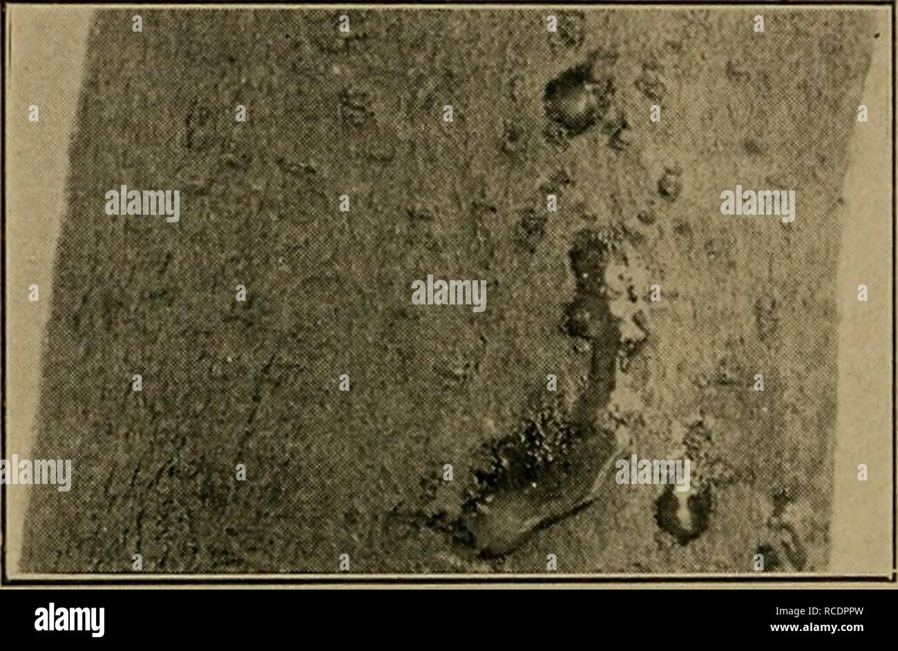 . Diseases of economic plants. Plant diseases. 104 DISEASES OF ECONOMIC ...