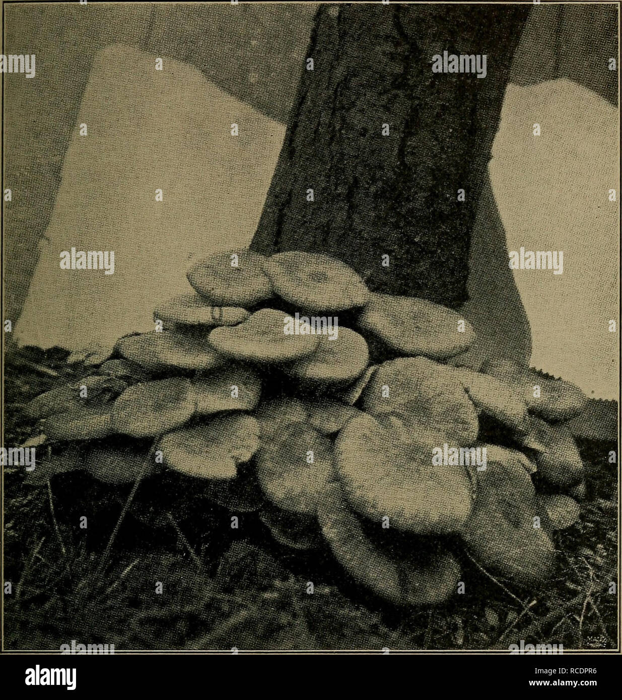 Cotton root rot hi-res stock photography and images - Alamy