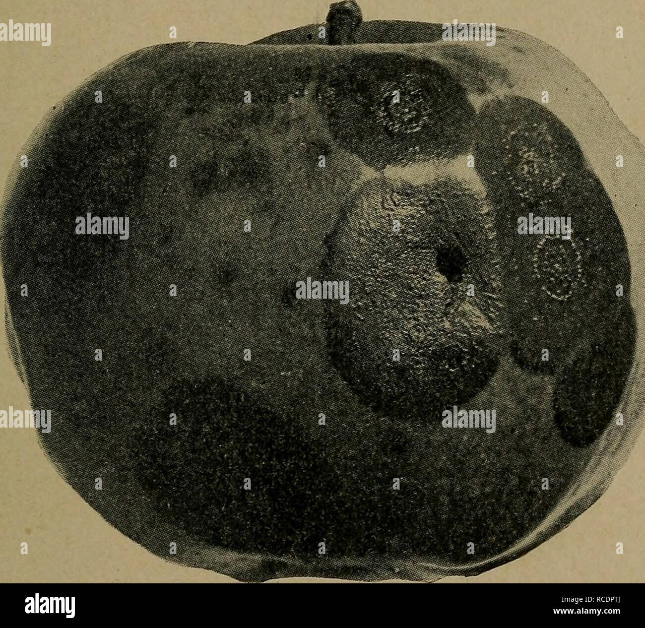 . Diseases of economic plants. Plant diseases. DISEASES OF SPECIAL ...