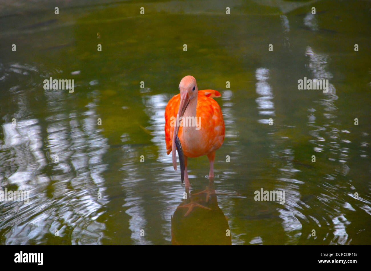 Paratha blue hi-res stock photography and images - Alamy