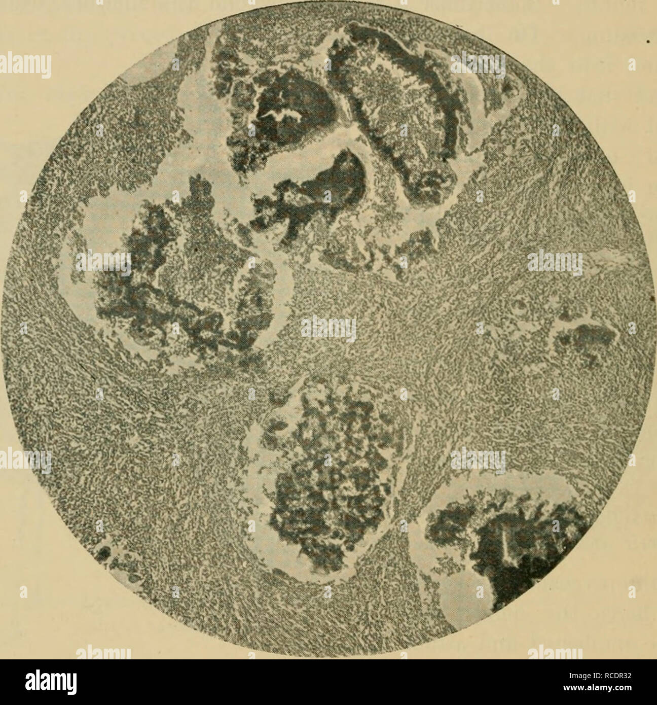 . Diseases of cattle, sheep, goats and swine. Veterinary medicine. 676 ...