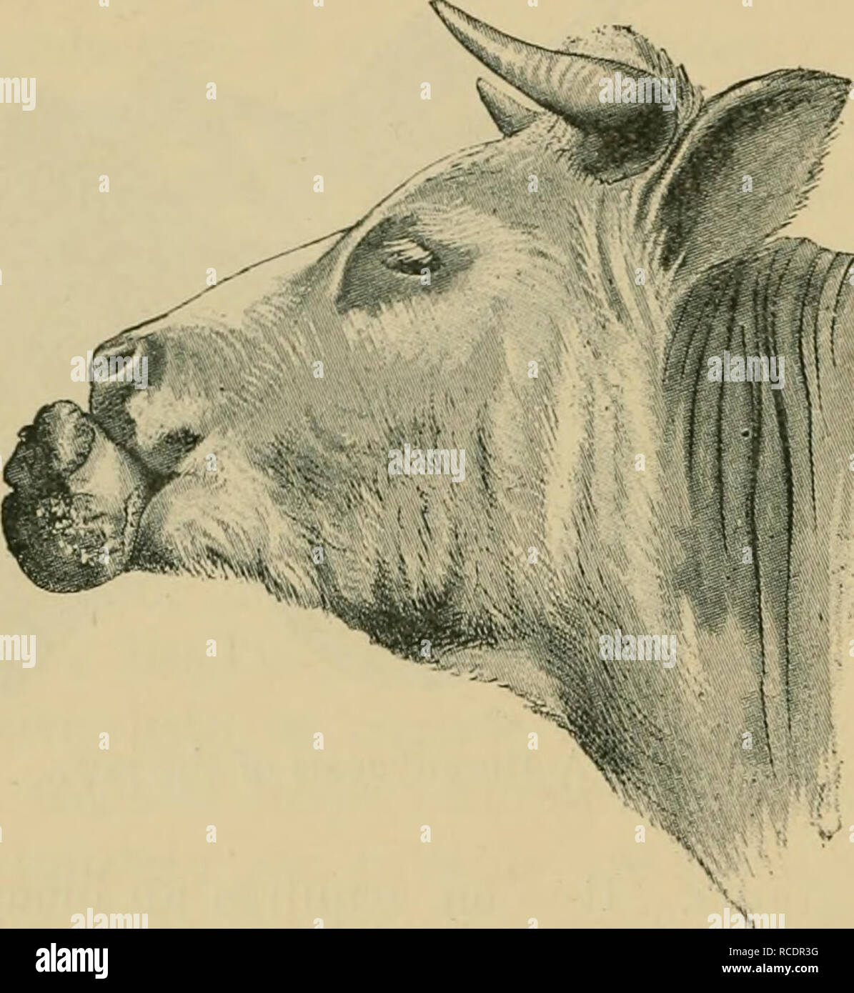 . Diseases of cattle, sheep, goats and swine. Veterinary medicine. 674 ...