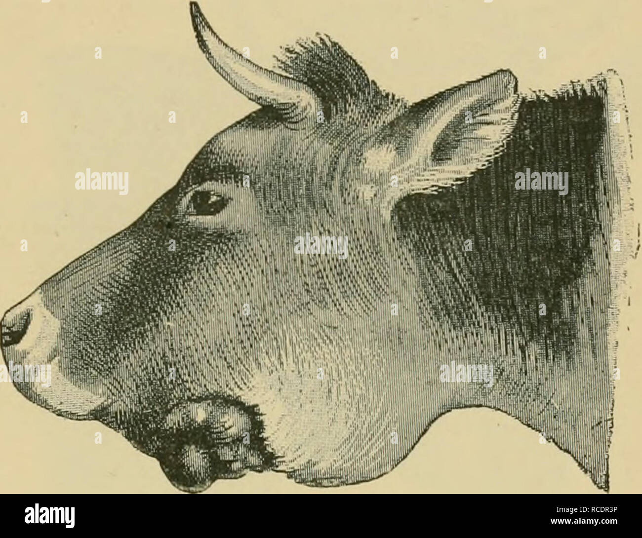 . Diseases of cattle, sheep, goats and swine. Veterinary medicine ...