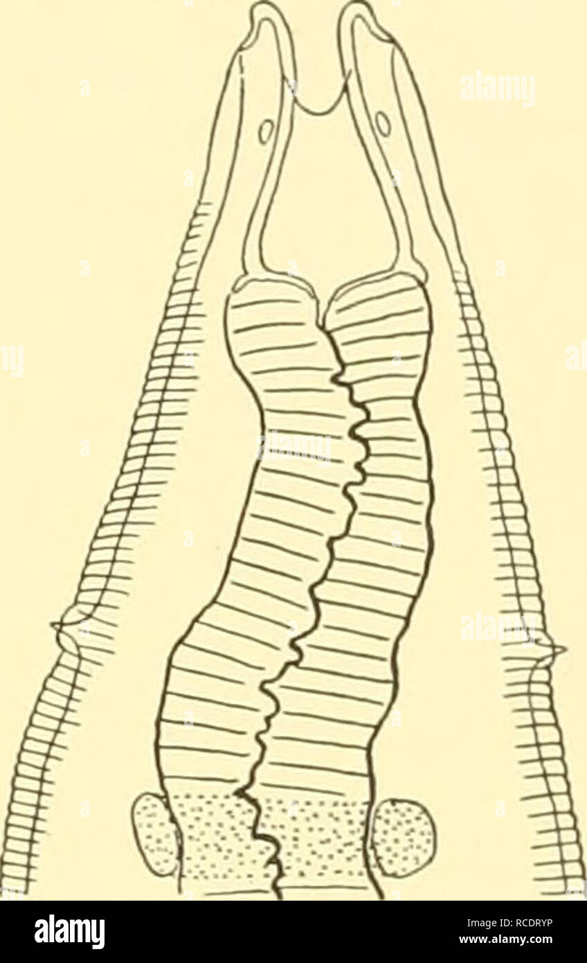 . Discovery reports. Discovery (Ship); Scientific expeditions. O. B ...