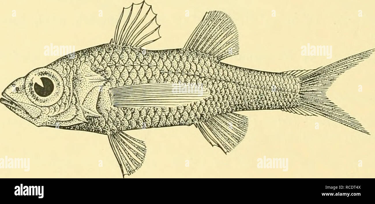 . Discovery reports. Discovery (Ship); Scientific expeditions. 348 ...