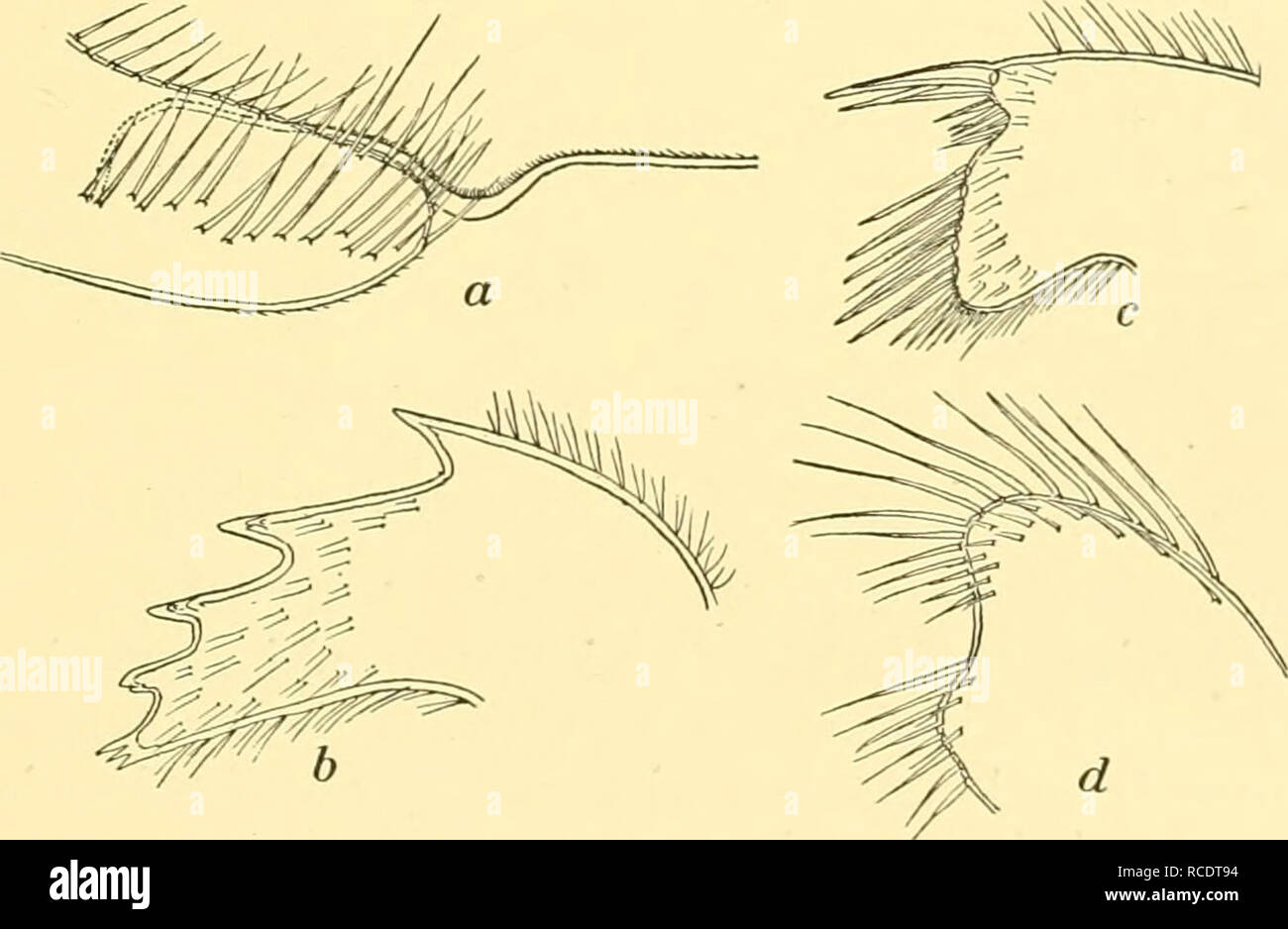 Corolliforme hi-res stock photography and images - Alamy