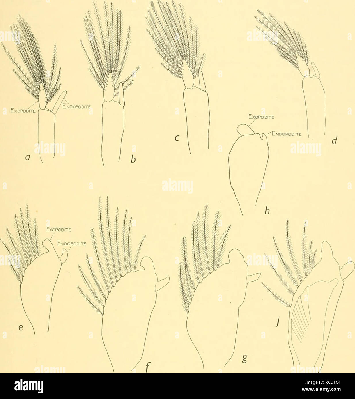 . Discovery reports. Discovery (Ship); Scientific expeditions ...