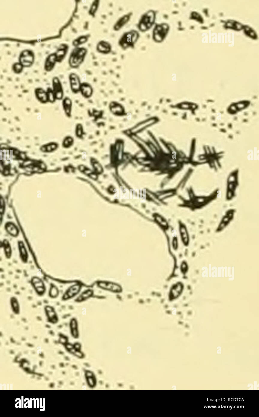 . Discovery reports. Discovery (Ship); Scientific expeditions. Fig. 113 ...