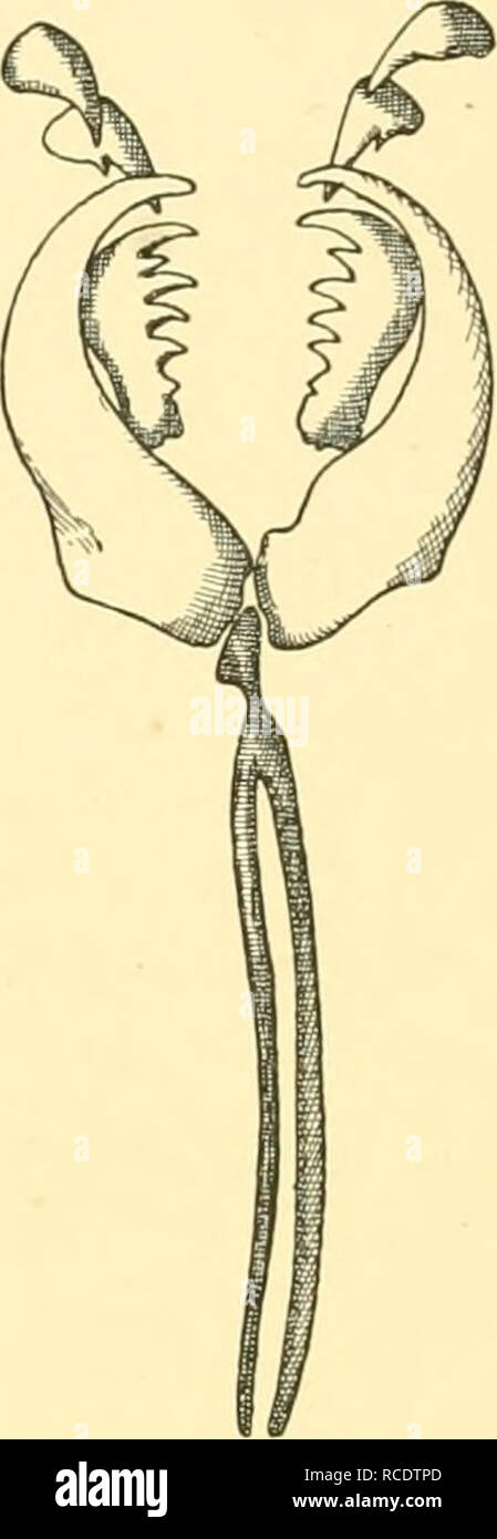 Eunicidae hi-res stock photography and images - Alamy