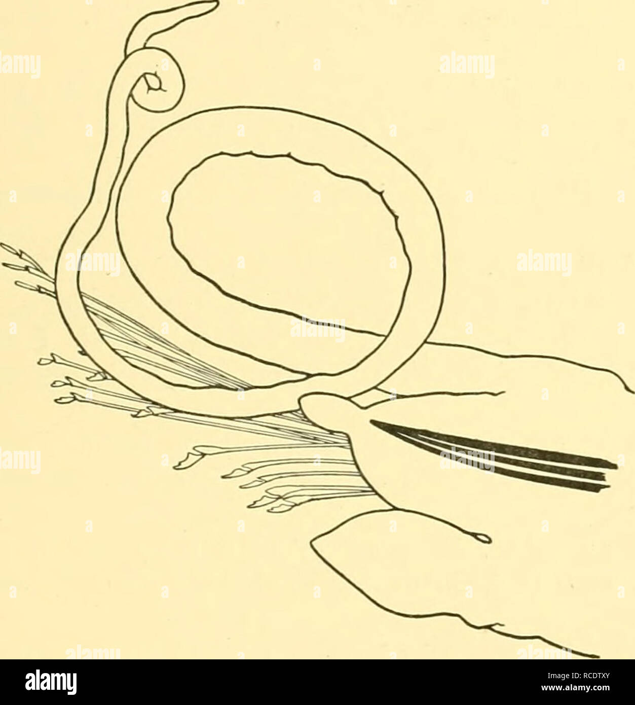 . Discovery reports. Discovery (Ship); Scientific expeditions. O ...