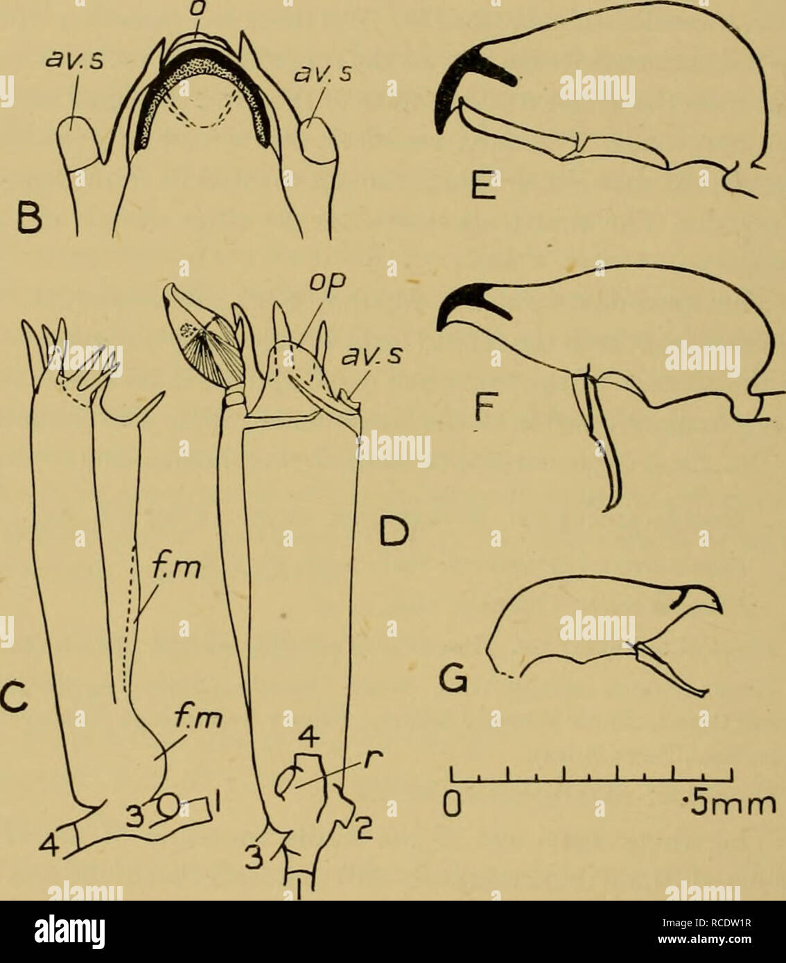 Oates land antarctica hi-res stock photography and images - Alamy