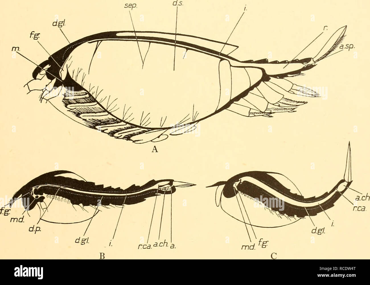 Muscles of thoracic wall hi-res stock photography and images - Alamy