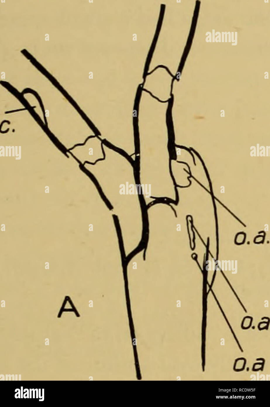 Oates land antarctica hi-res stock photography and images - Alamy