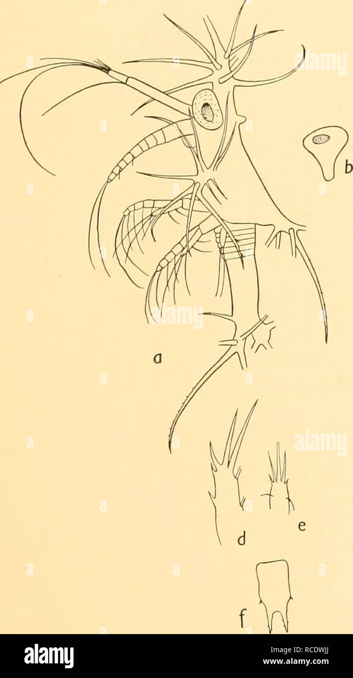 . Discovery reports. Discovery (Ship); Scientific expeditions; Ocean ...