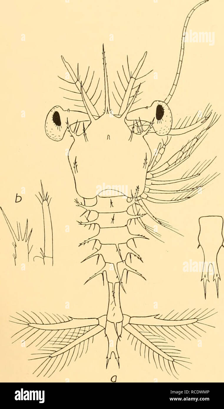 . Discovery reports. Discovery (Ship); Scientific expeditions; Ocean ...