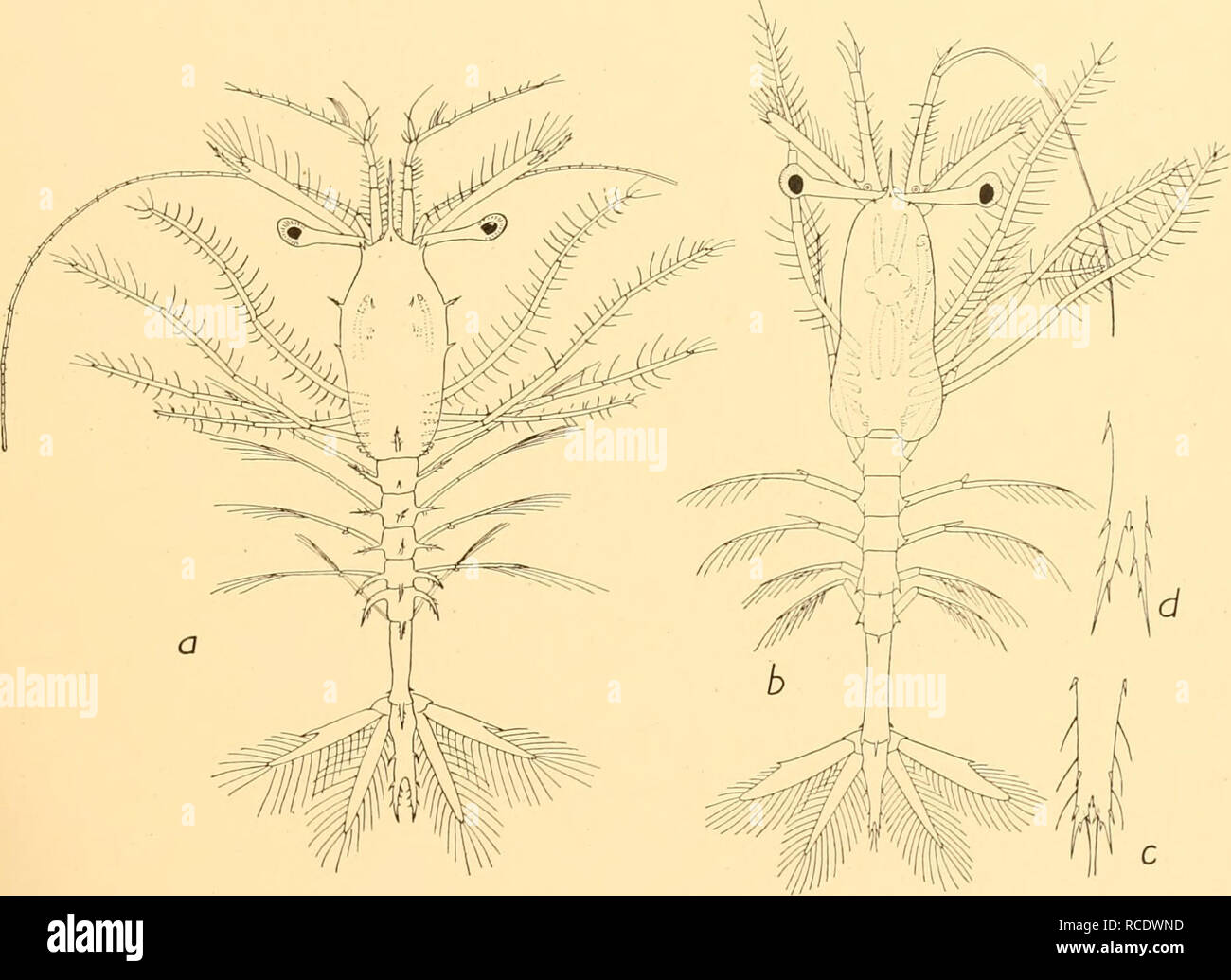 . Discovery reports. Discovery (Ship); Scientific expeditions; Ocean ...