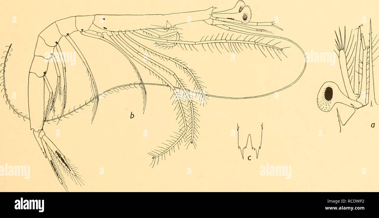 . Discovery reports. Discovery (Ship); Scientific expeditions; Ocean ...