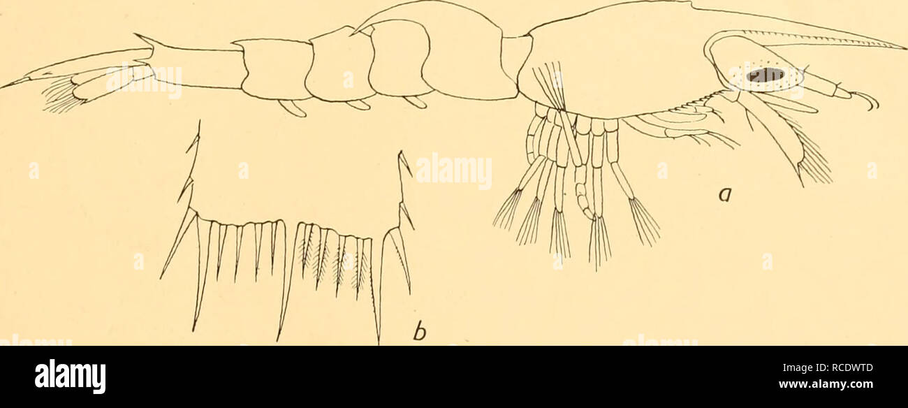 . Discovery reports. Discovery (Ship); Scientific expeditions; Ocean ...