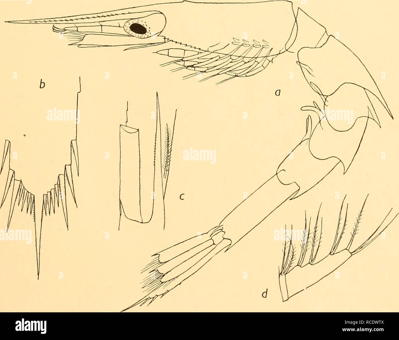 . Discovery reports. Discovery (Ship); Scientific expeditions; Ocean ...