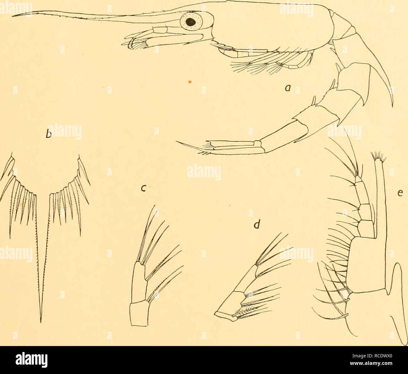 Pleura posterior view hi-res stock photography and images - Alamy