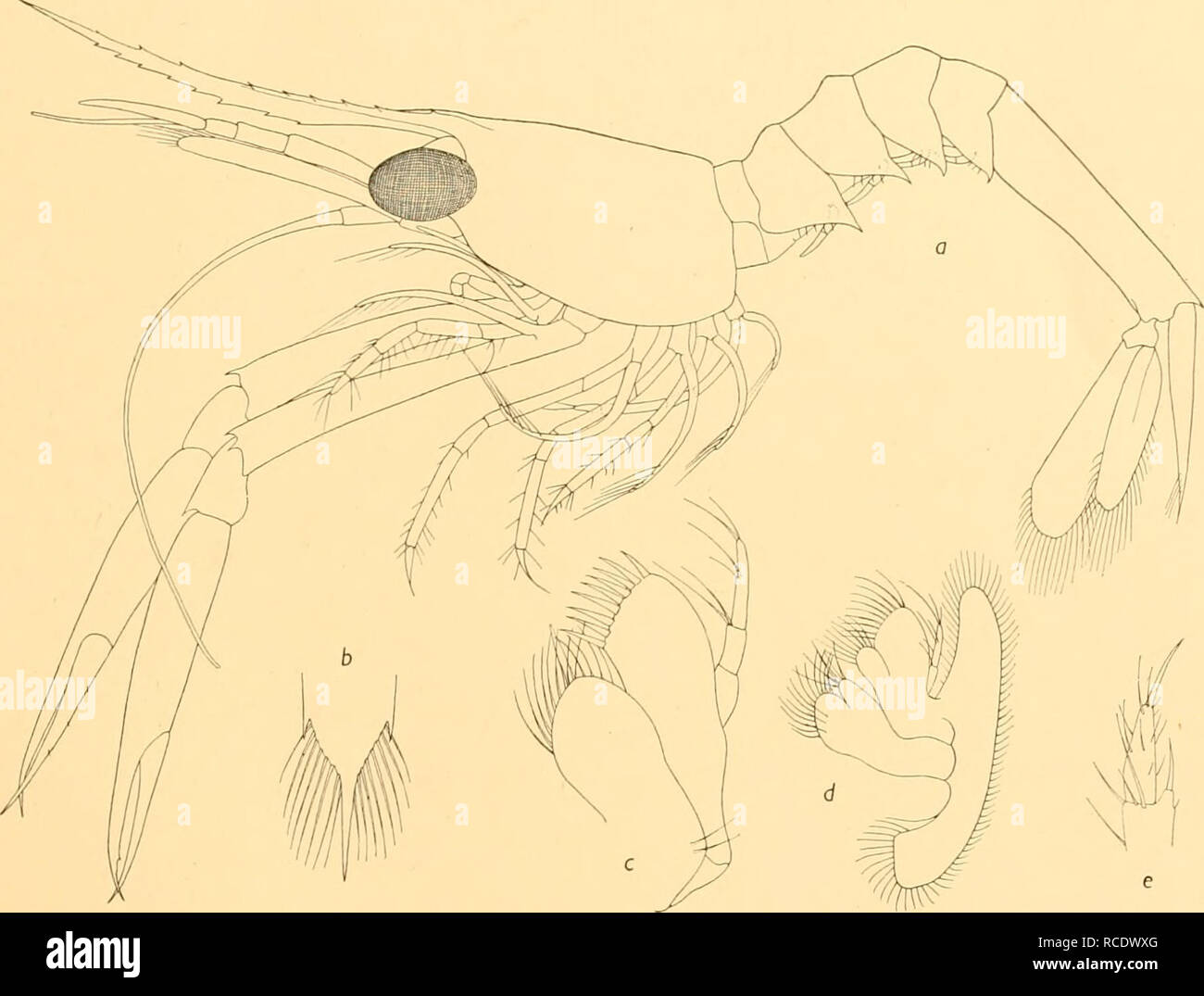 . Discovery reports. Discovery (Ship); Scientific expeditions; Ocean ...