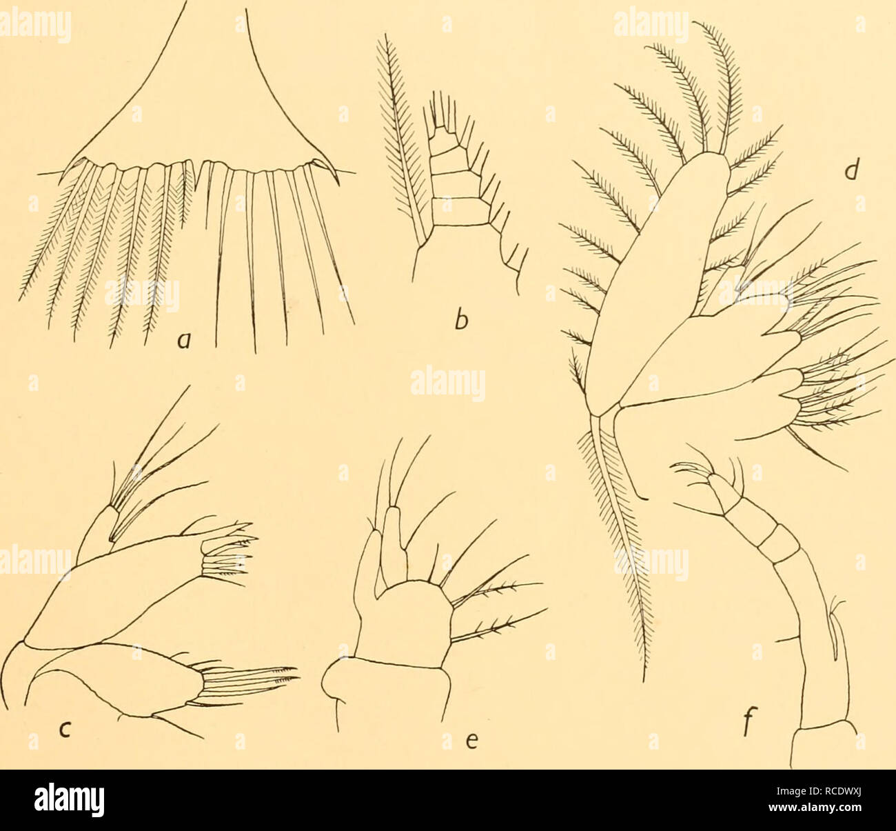 . Discovery reports. Discovery (Ship); Scientific expeditions; Ocean ...