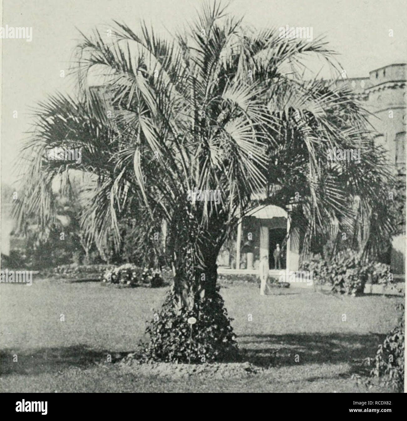 Palma de pindo hi-res stock photography and images - Alamy