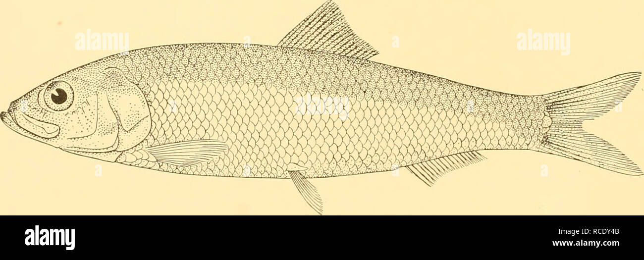 Falkland sprat hi-res stock photography and images - Alamy