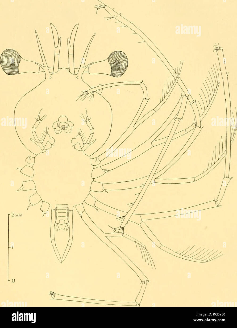 . Discovery reports. Discovery (Ship); Scientific expeditions; Ocean ...