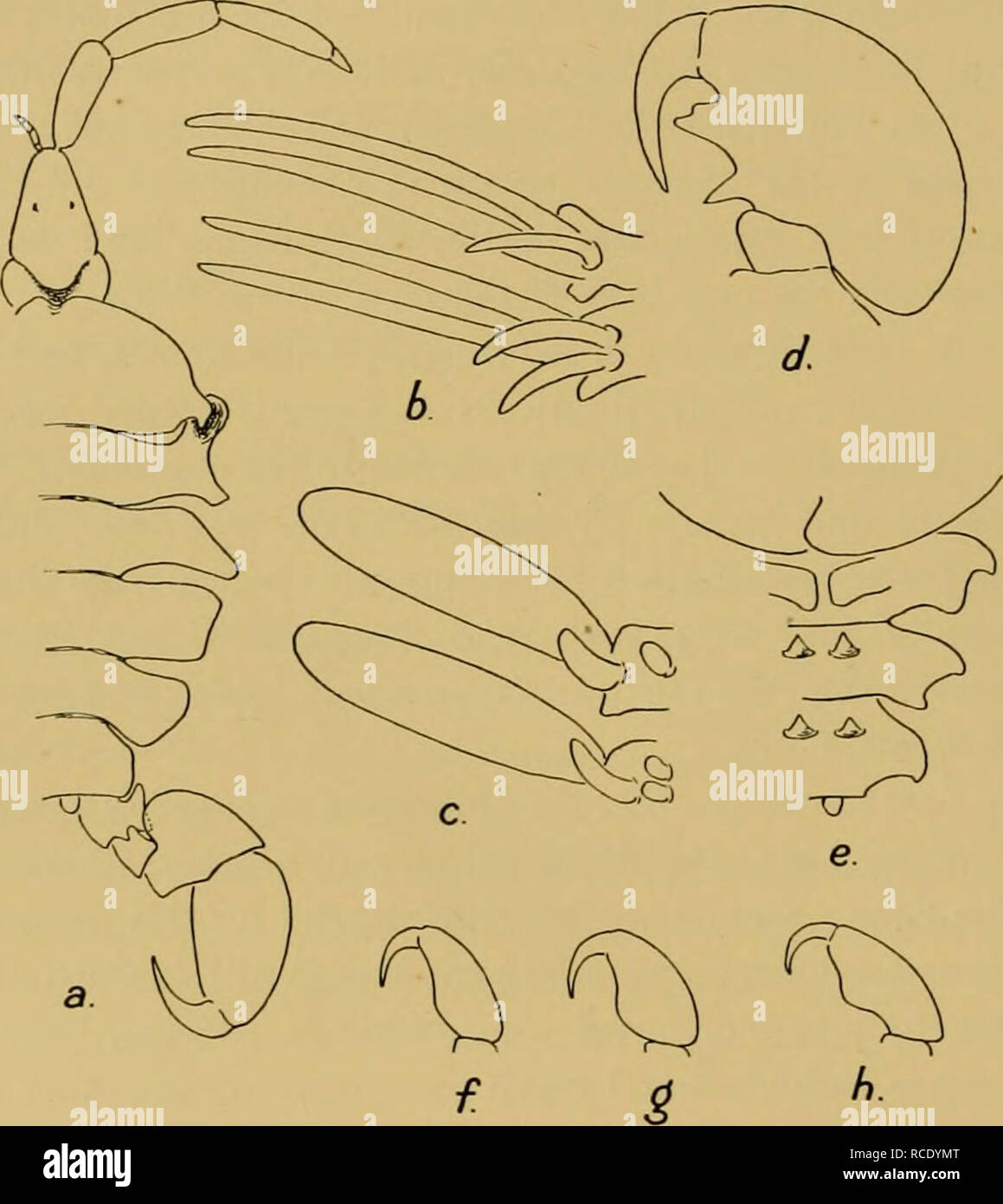 . Discovery reports. Discovery (Ship); Scientific expeditions; Ocean ...