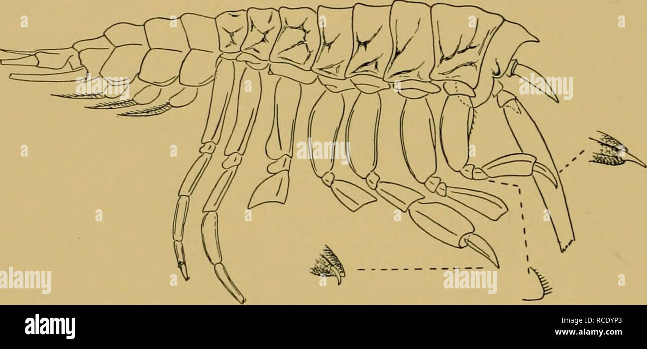 4 segments preserved hi-res stock photography and images - Alamy