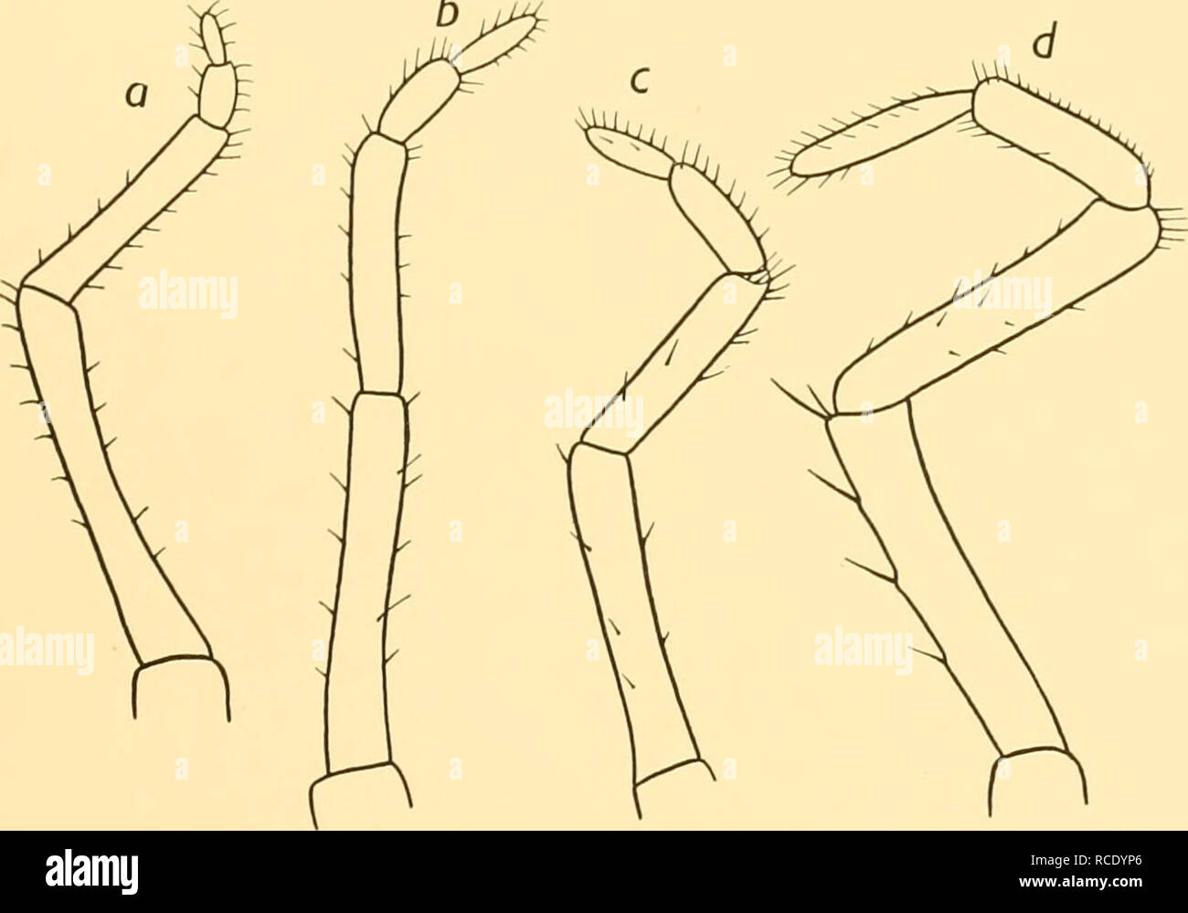 . Discovery reports. Discovery (Ship); Scientific expeditions; Ocean ...