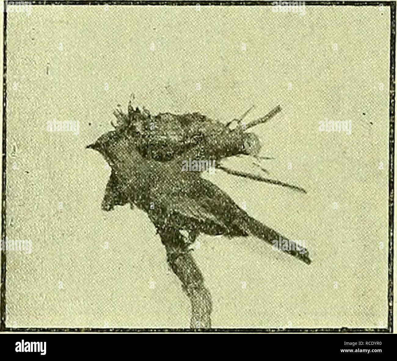 Pecho y abdomen hi-res stock photography and images - Alamy