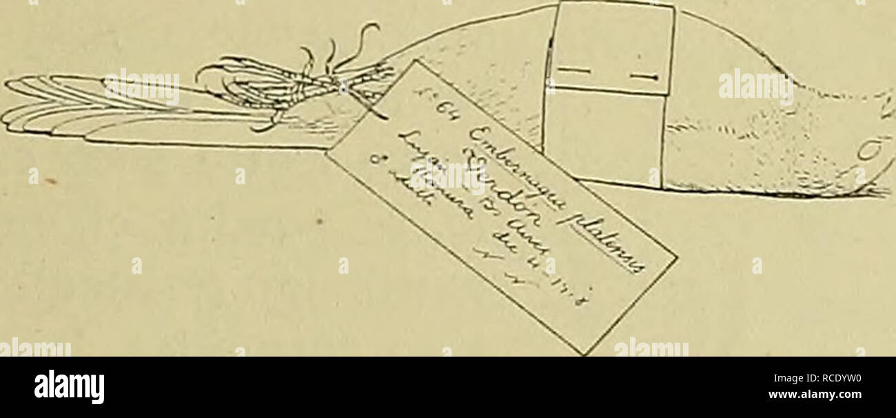 Limpiarse hi-res stock photography and images - Alamy