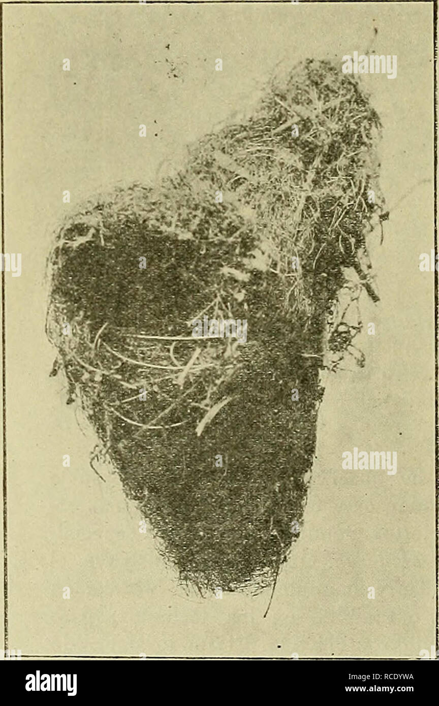 Huevos nidos hi-res stock photography and images - Alamy