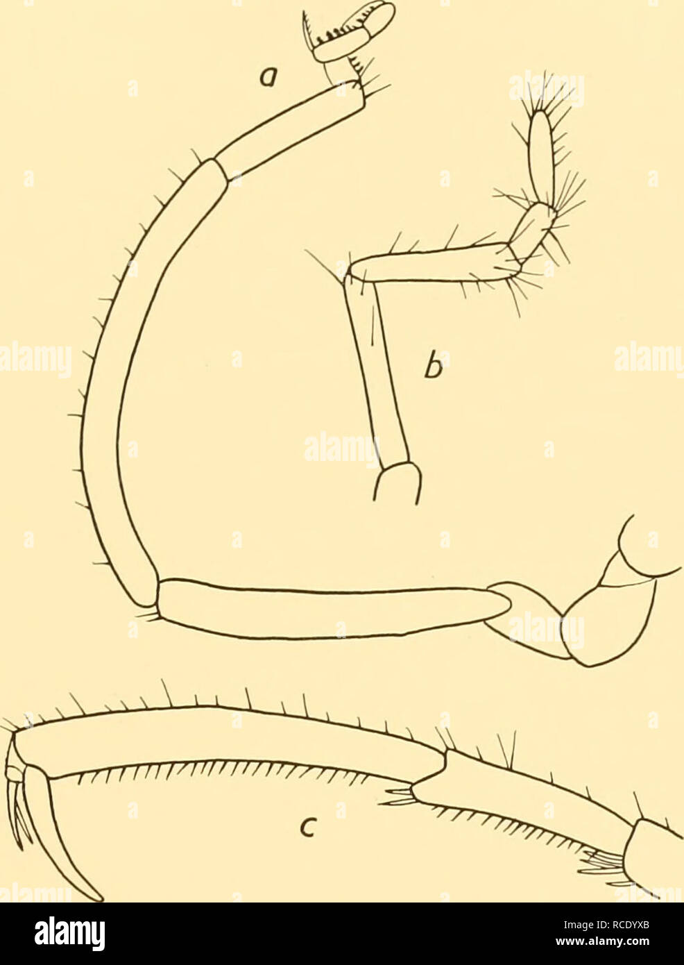 . Discovery reports. Discovery (Ship); Scientific expeditions; Ocean ...