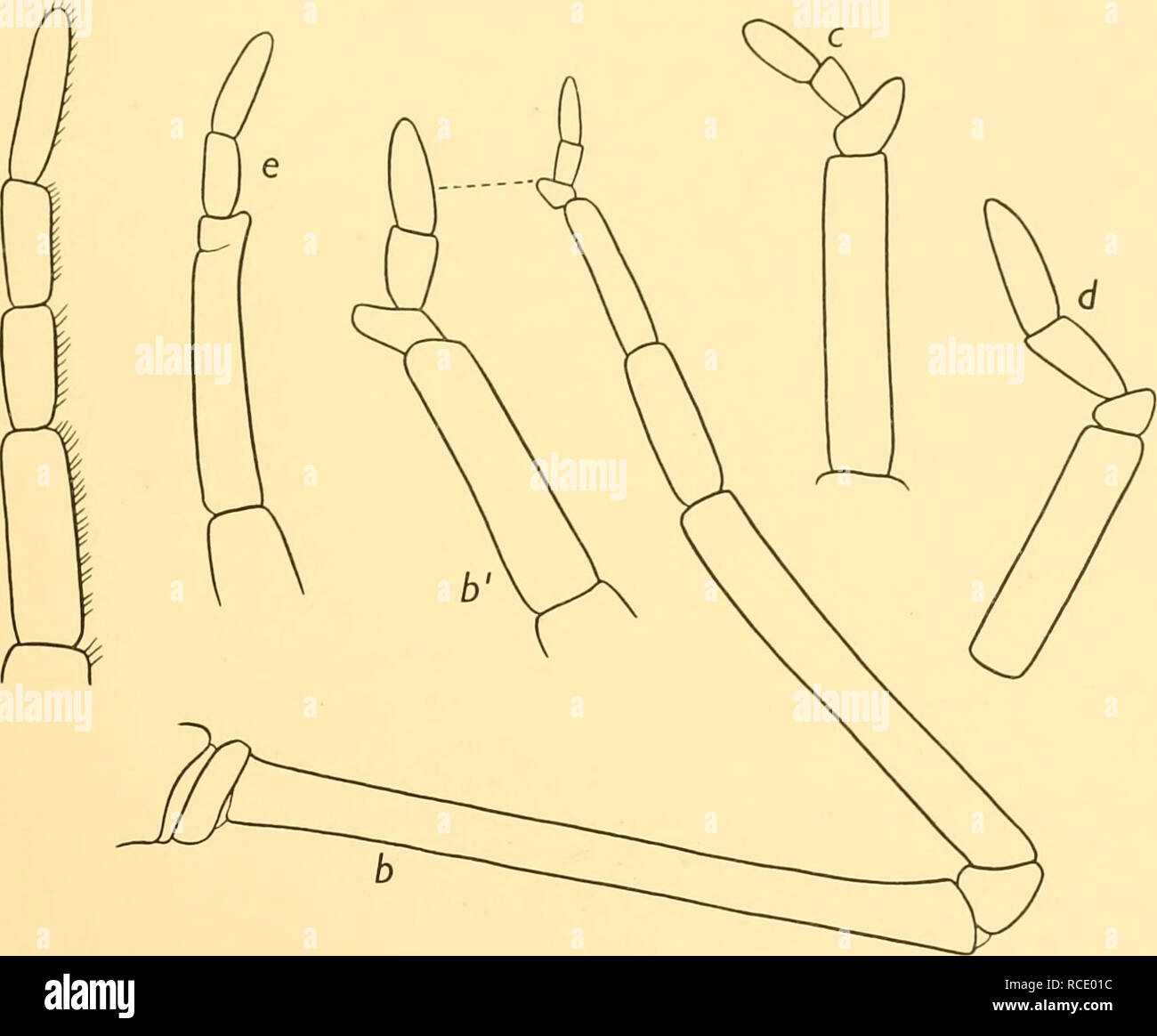 Colossendeidae hi-res stock photography and images - Alamy