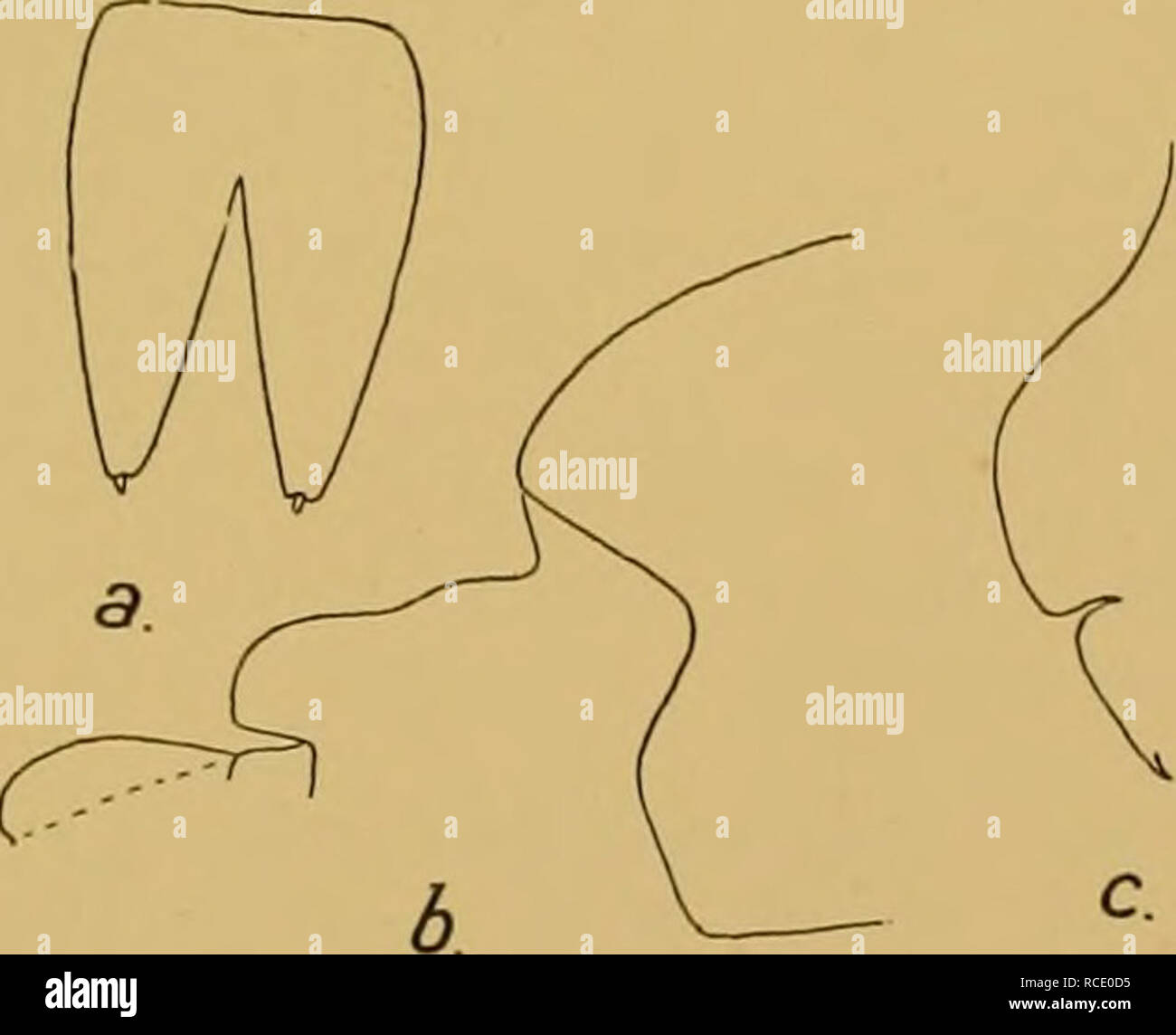 . Discovery reports. Discovery (Ship); Scientific expeditions; Ocean ...